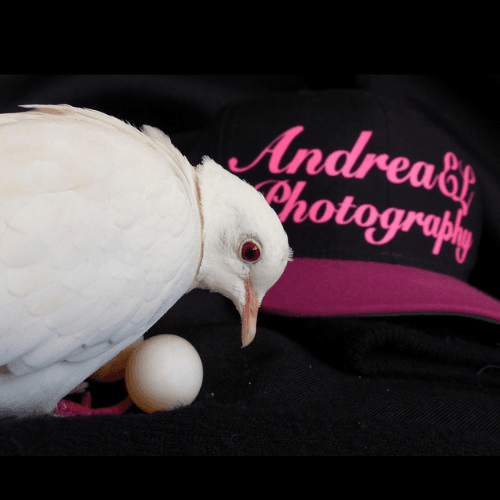 AndreaEL Photography - Best Photographers in Gore